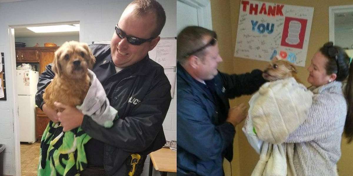 Dog Goes Missing After Car Crash - The Dodo