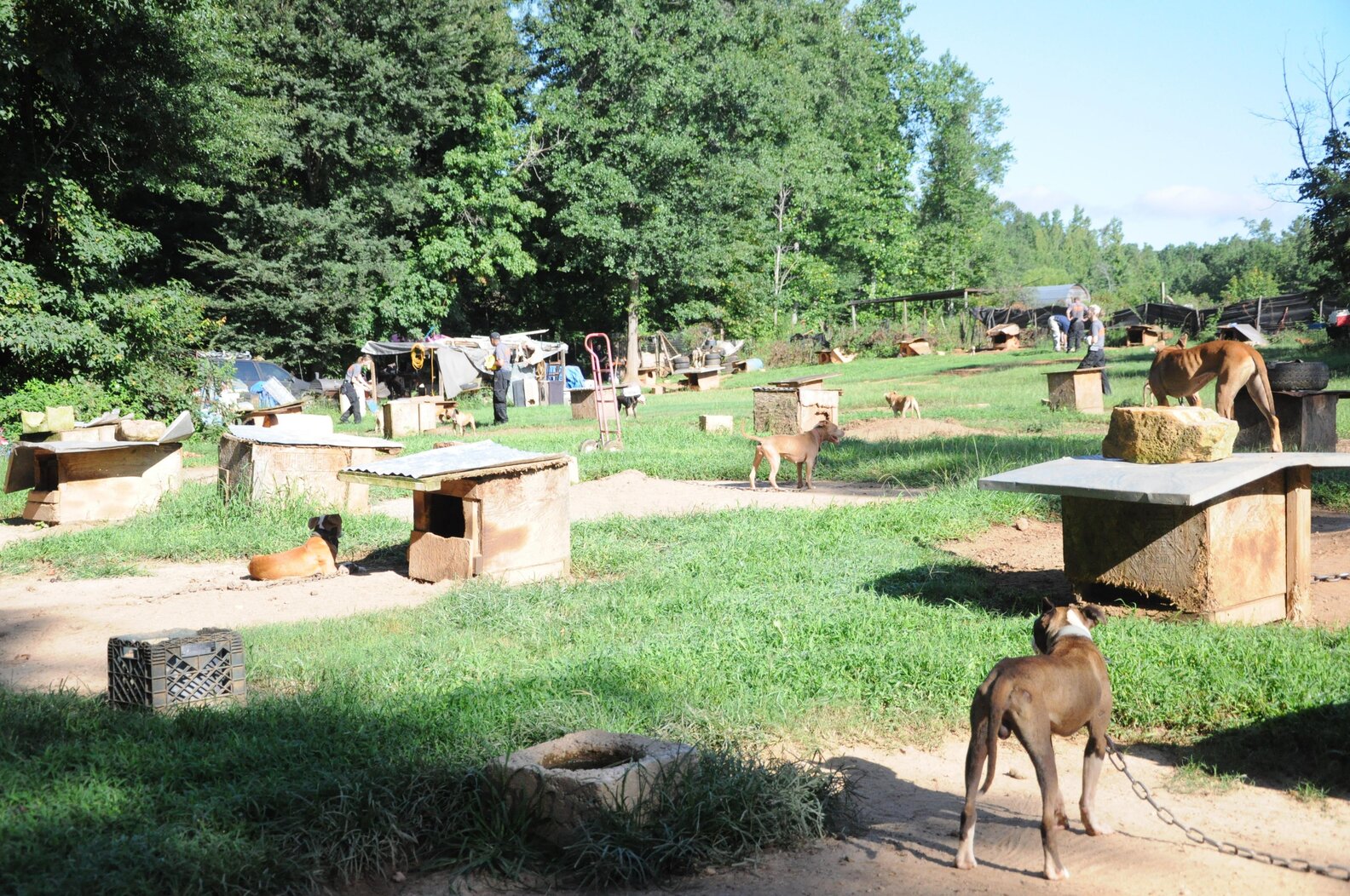 Pit Bull Rescued From Dog Fighting Needs Permanent Home - The Dodo