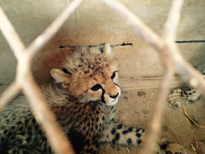 10 Cheetahs Seized From Traffickers On Their Way To The UAE - The Dodo