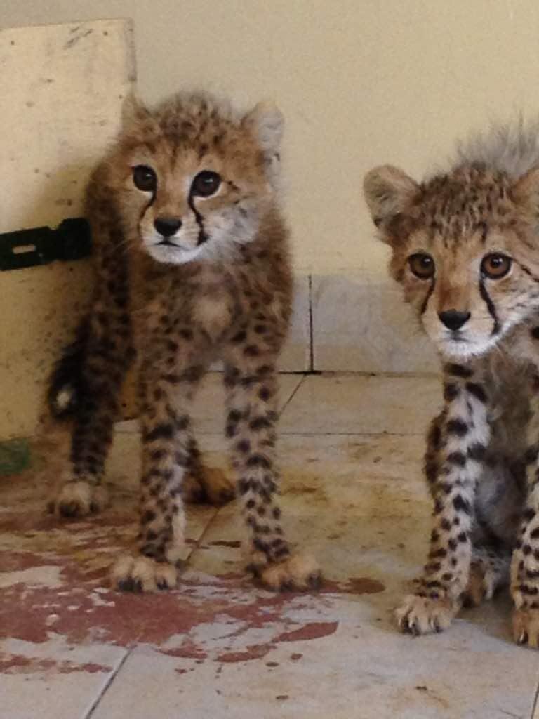 10 Cheetahs Seized From Traffickers On Their Way To The UAE - The Dodo