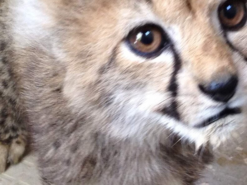 10 Cheetahs Seized From Traffickers On Their Way To The UAE - The Dodo