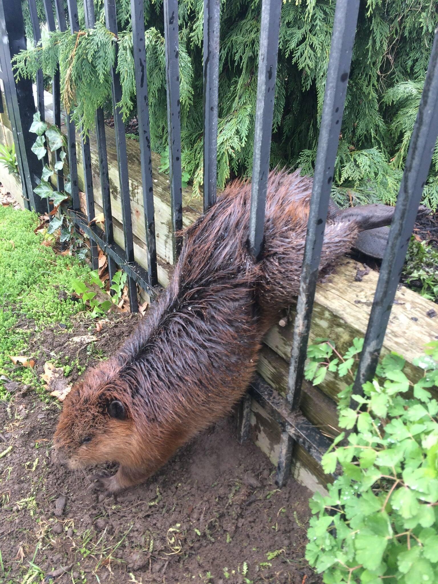 Beaver Tries To Squeeze Through Fence And Gets Stuck - The Dodo