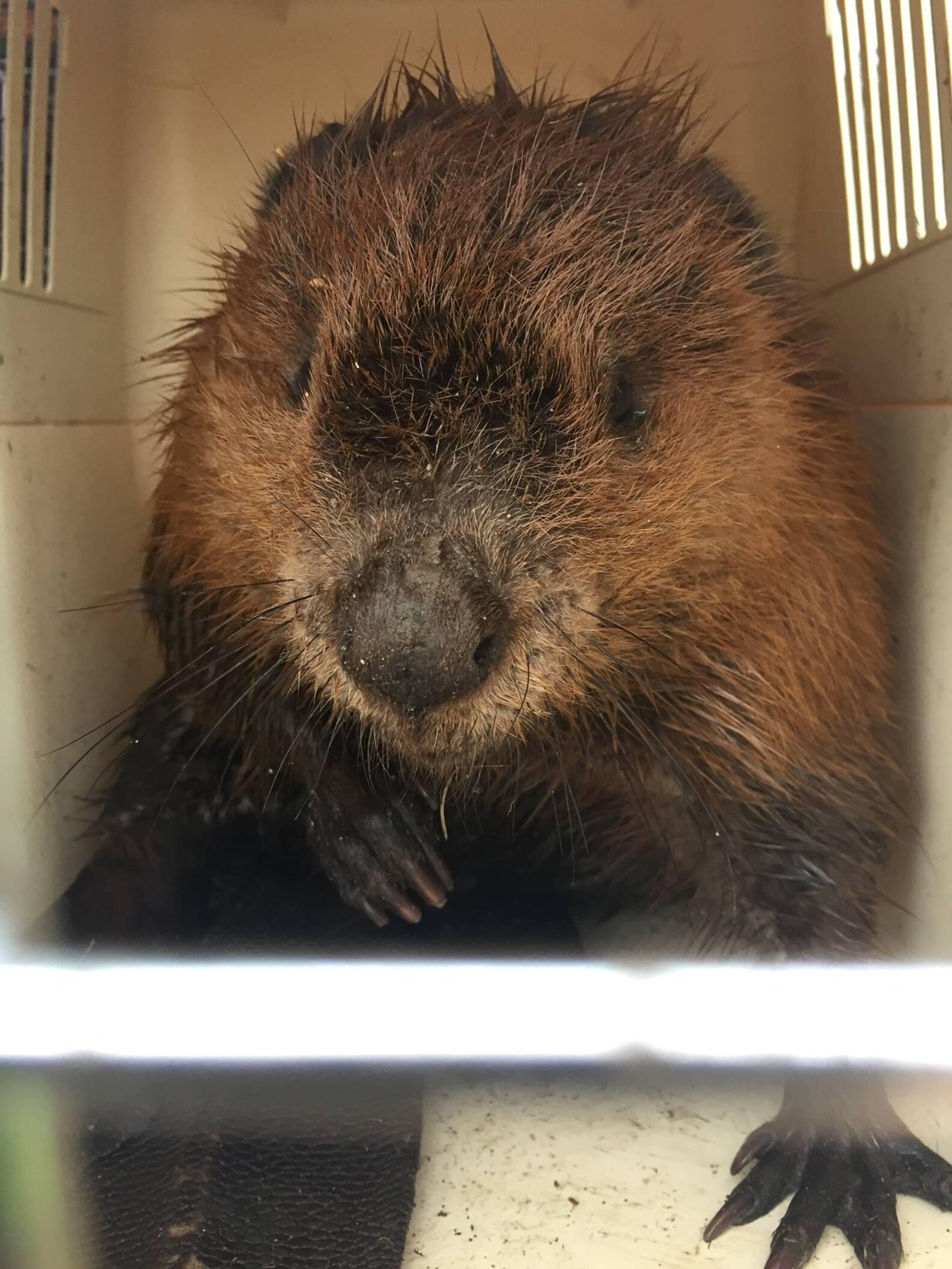 Beaver Tries To Squeeze Through Fence And Gets Stuck - The Dodo