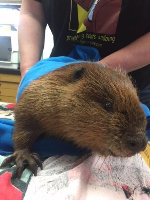 Beaver Tries To Squeeze Through Fence And Gets Stuck - The Dodo