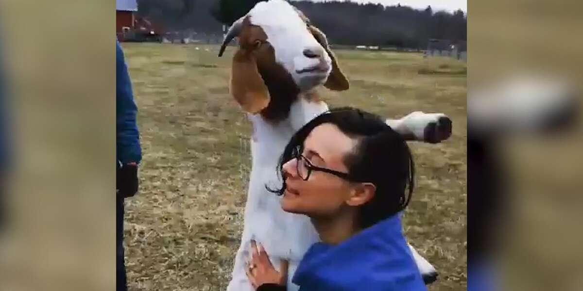 Goat Loves To Show Her Rescuers How Grateful She Is - Videos - The Dodo
