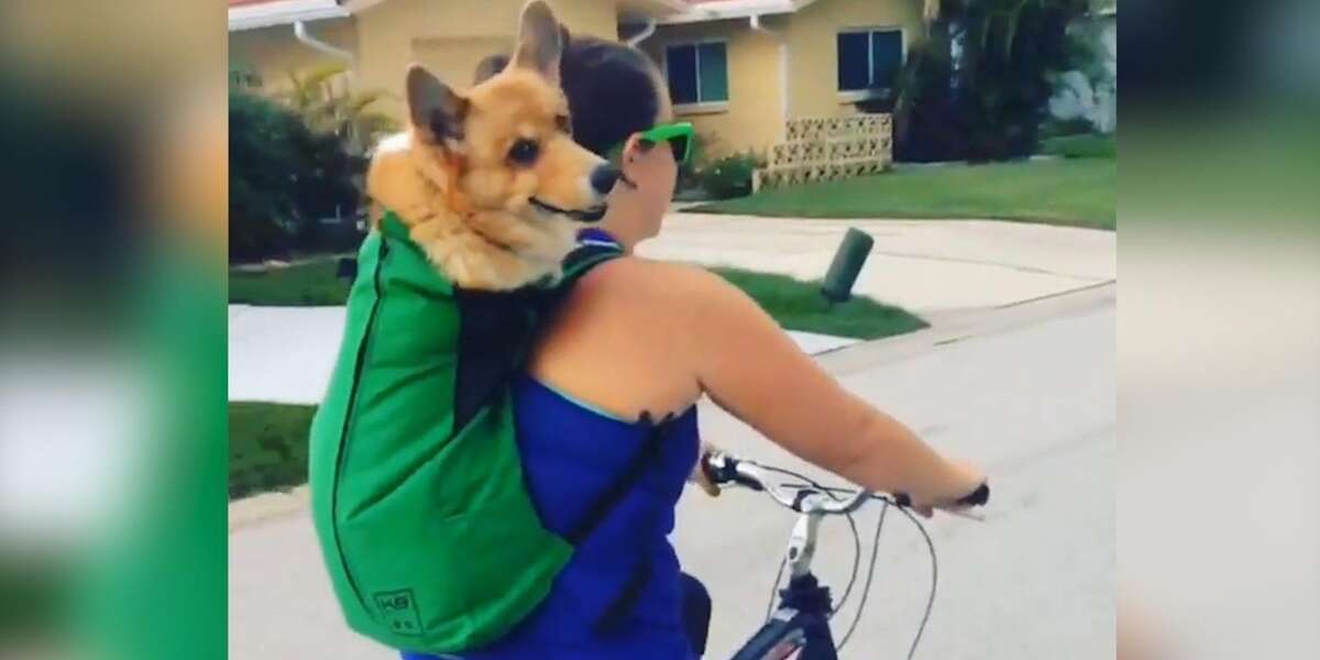 3-Legged Rescue Corgi Goes On Adventures With His Mom - Videos - The Dodo