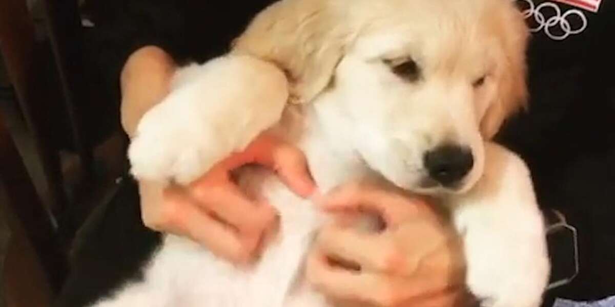 Cute Puppy Is All About The Tickles - Videos - The Dodo