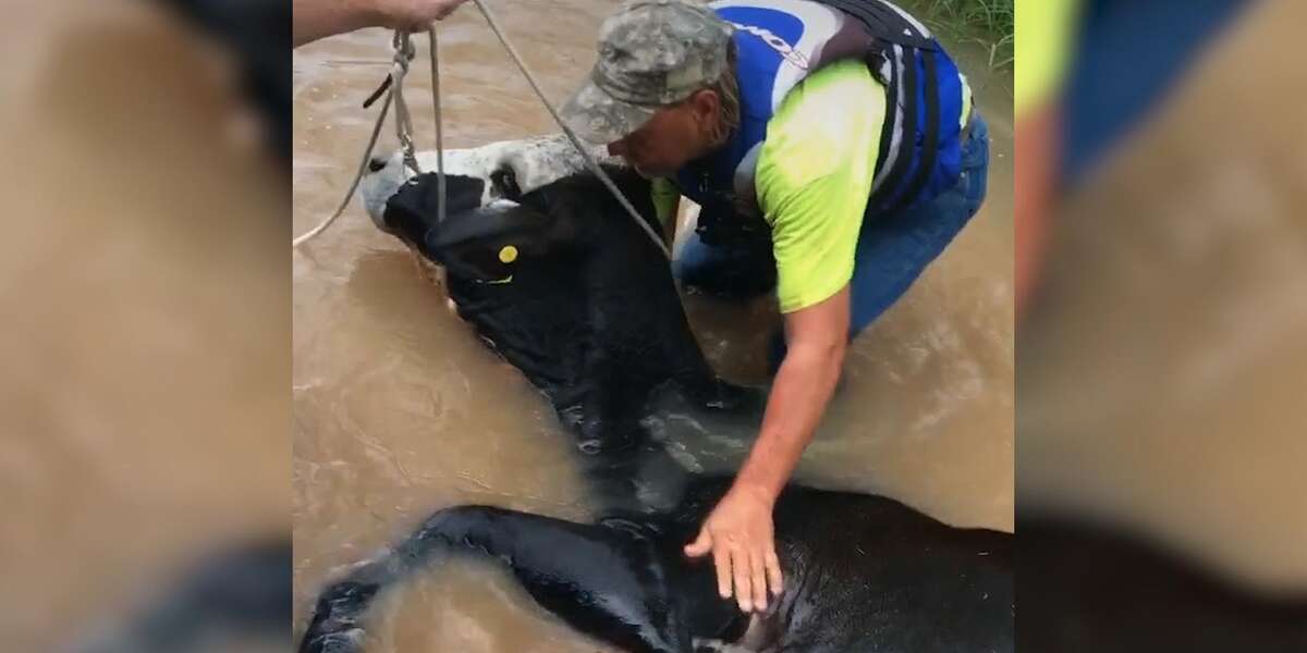 Brave People Rescue Cow Stuck In A Flood - Videos - The Dodo