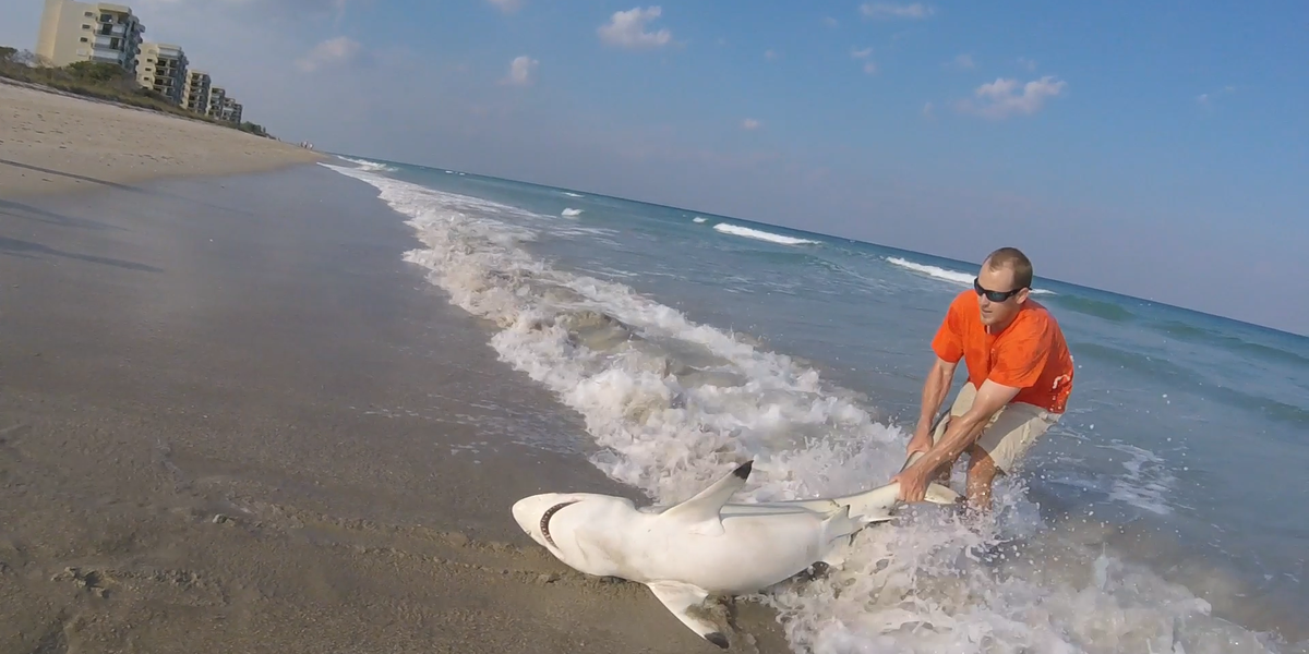These People Who Rescued Sea Animals Are Such Heroes - Videos - The Dodo