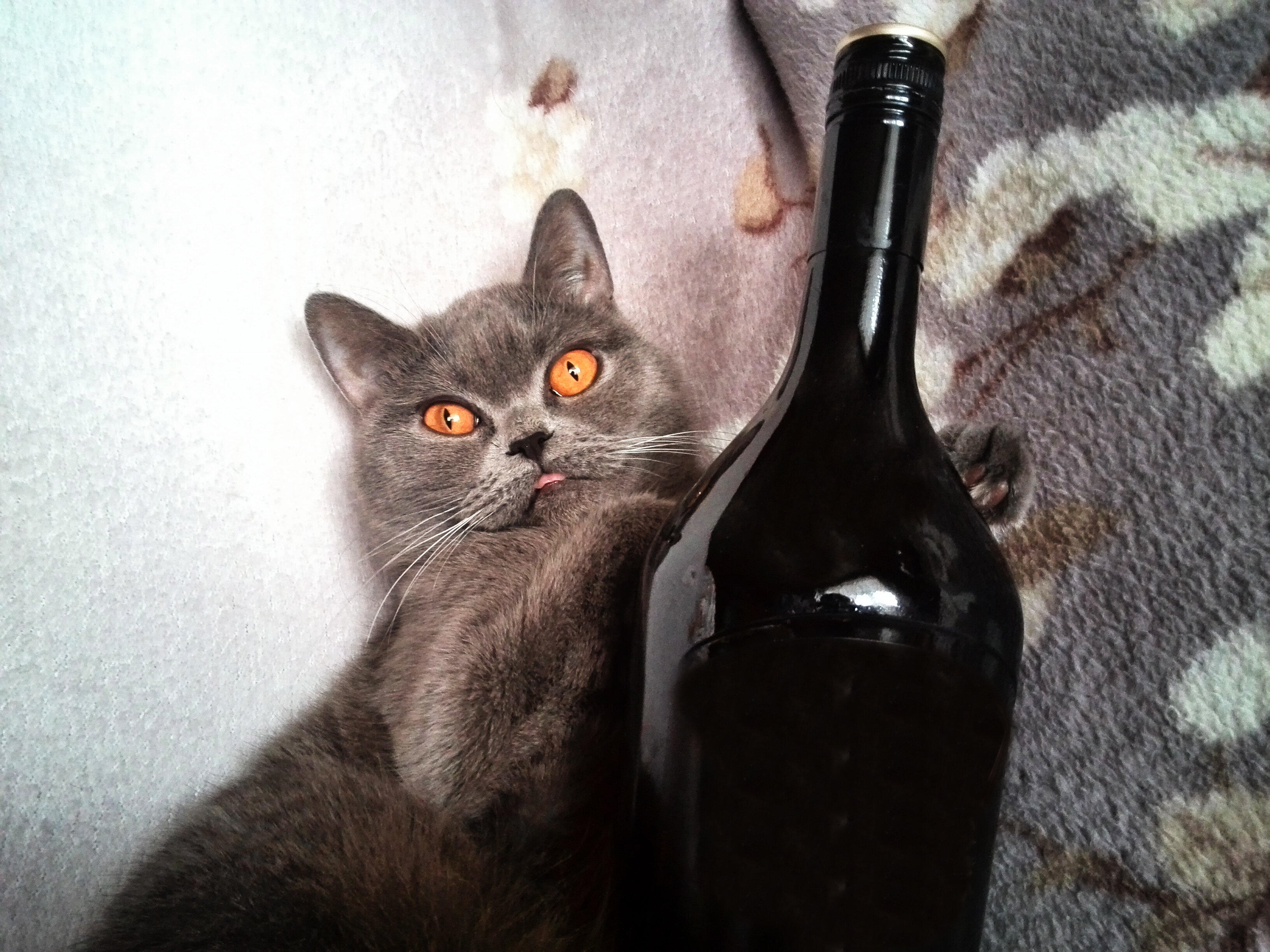 Cats Drinking Alcohol