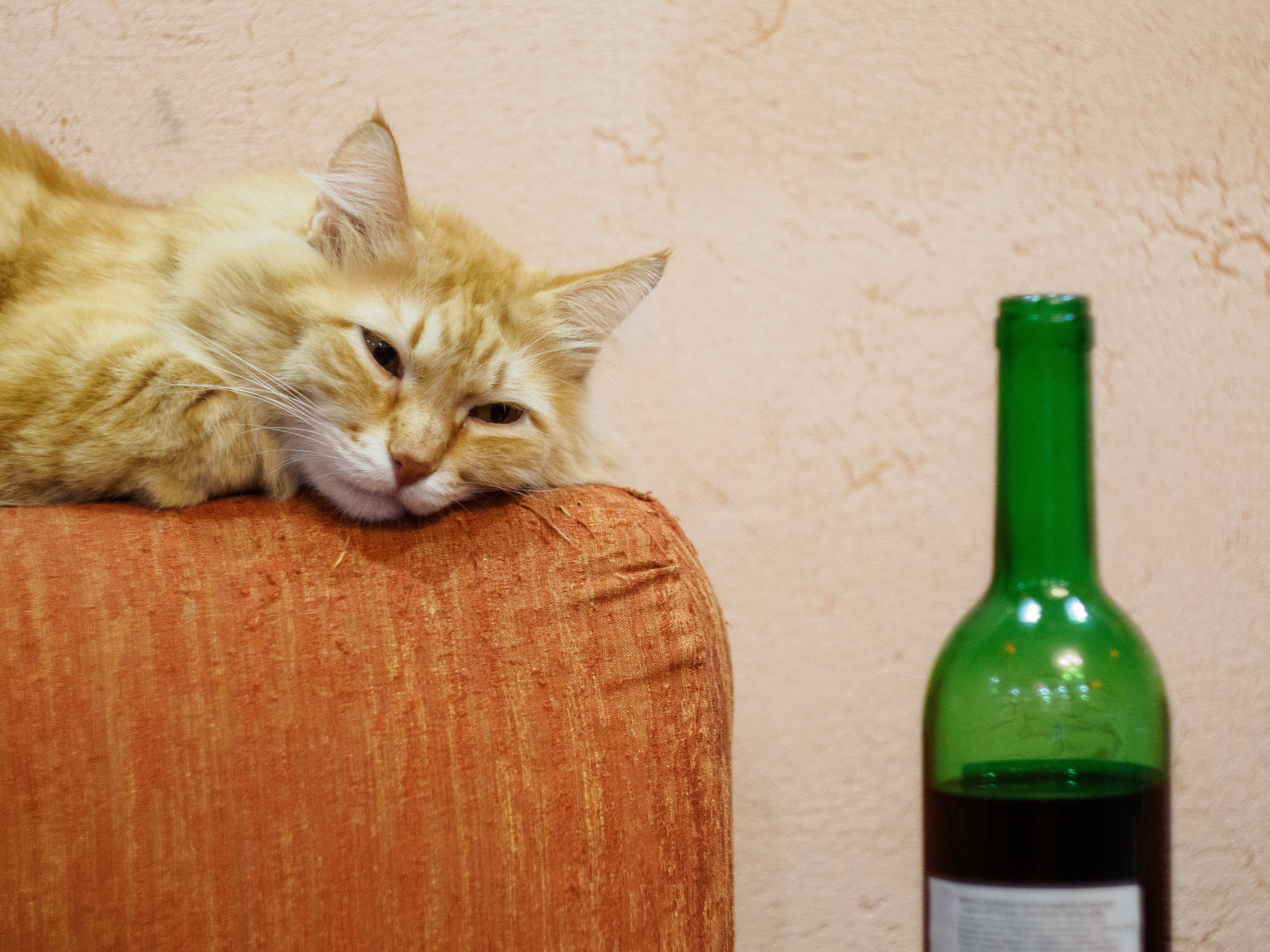 Cats Drinking Alcohol