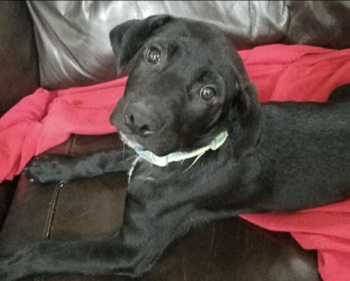 Vet Makes Cutest New Ears For Puppy Who Just Had Surgery - The Dodo