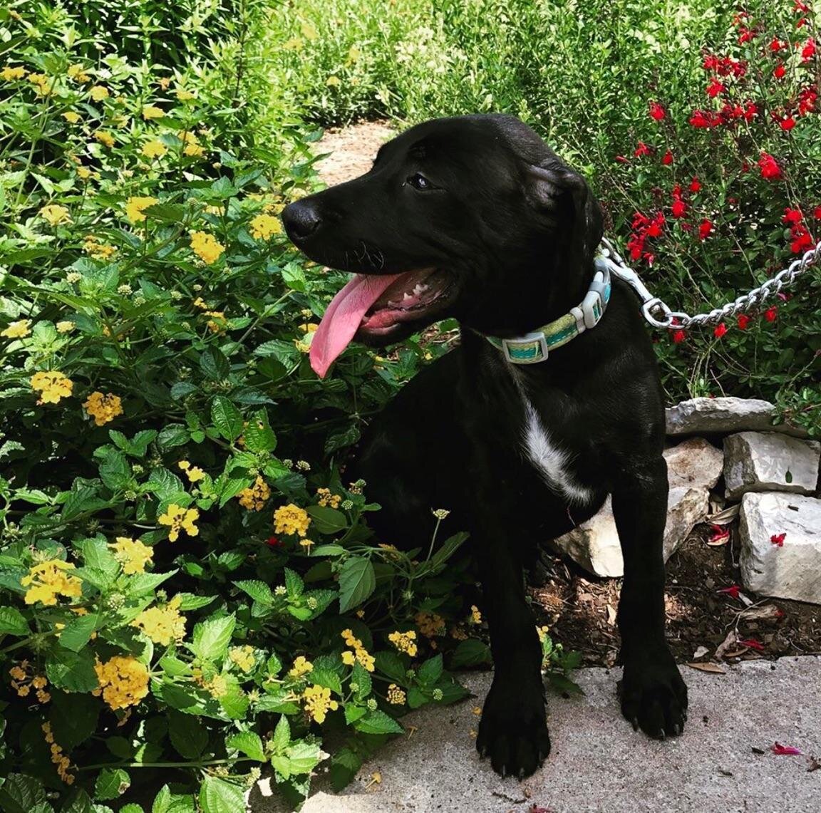 Vet Makes Cutest New Ears For Puppy Who Just Had Surgery - The Dodo