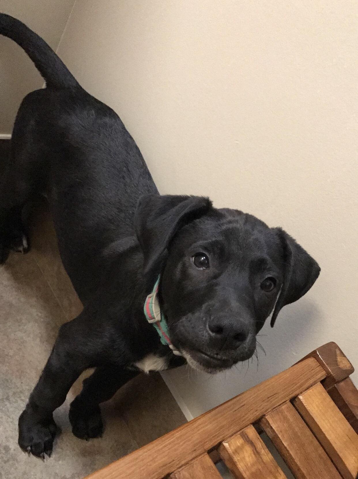 Vet Makes Cutest New Ears For Puppy Who Just Had Surgery - The Dodo