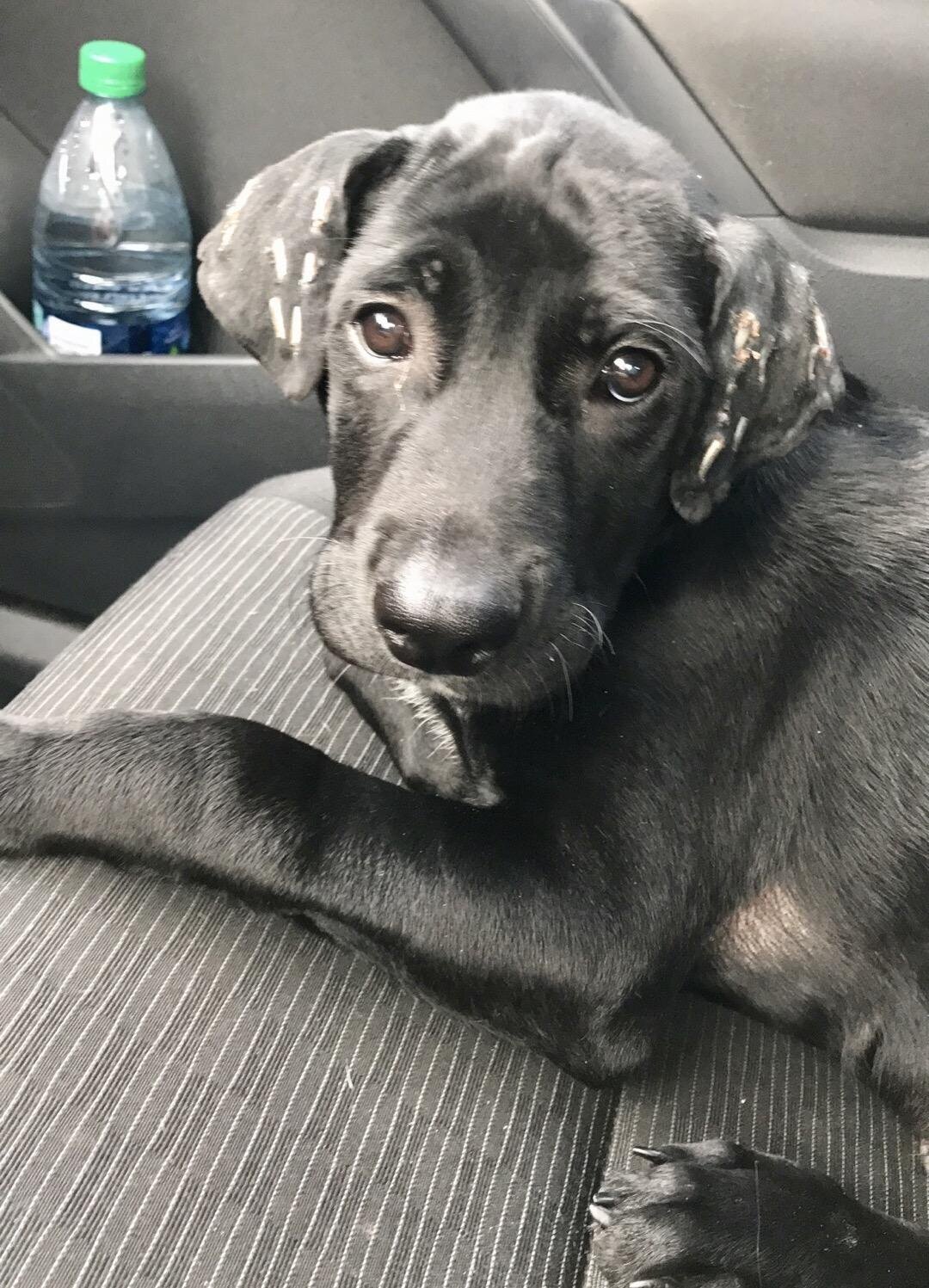 Vet Makes Cutest New Ears For Puppy Who Just Had Surgery - The Dodo