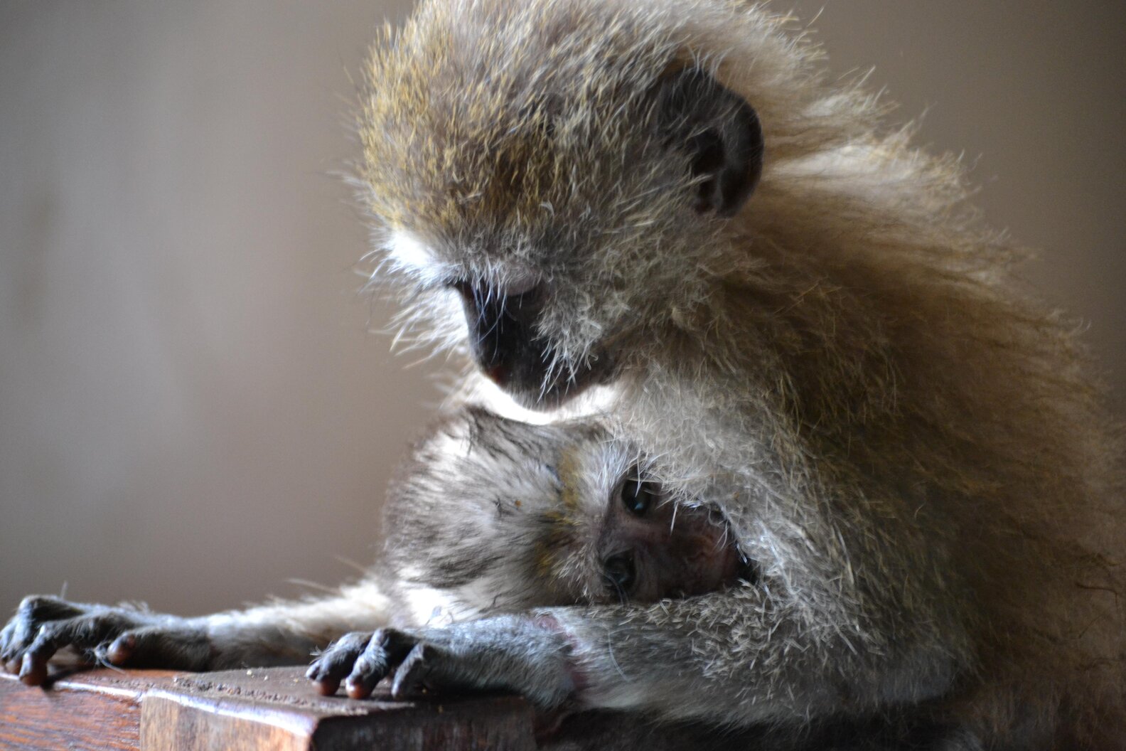 Vervet Monkeys Orphaned Because Of Human-Wildlife Conflict - The Dodo