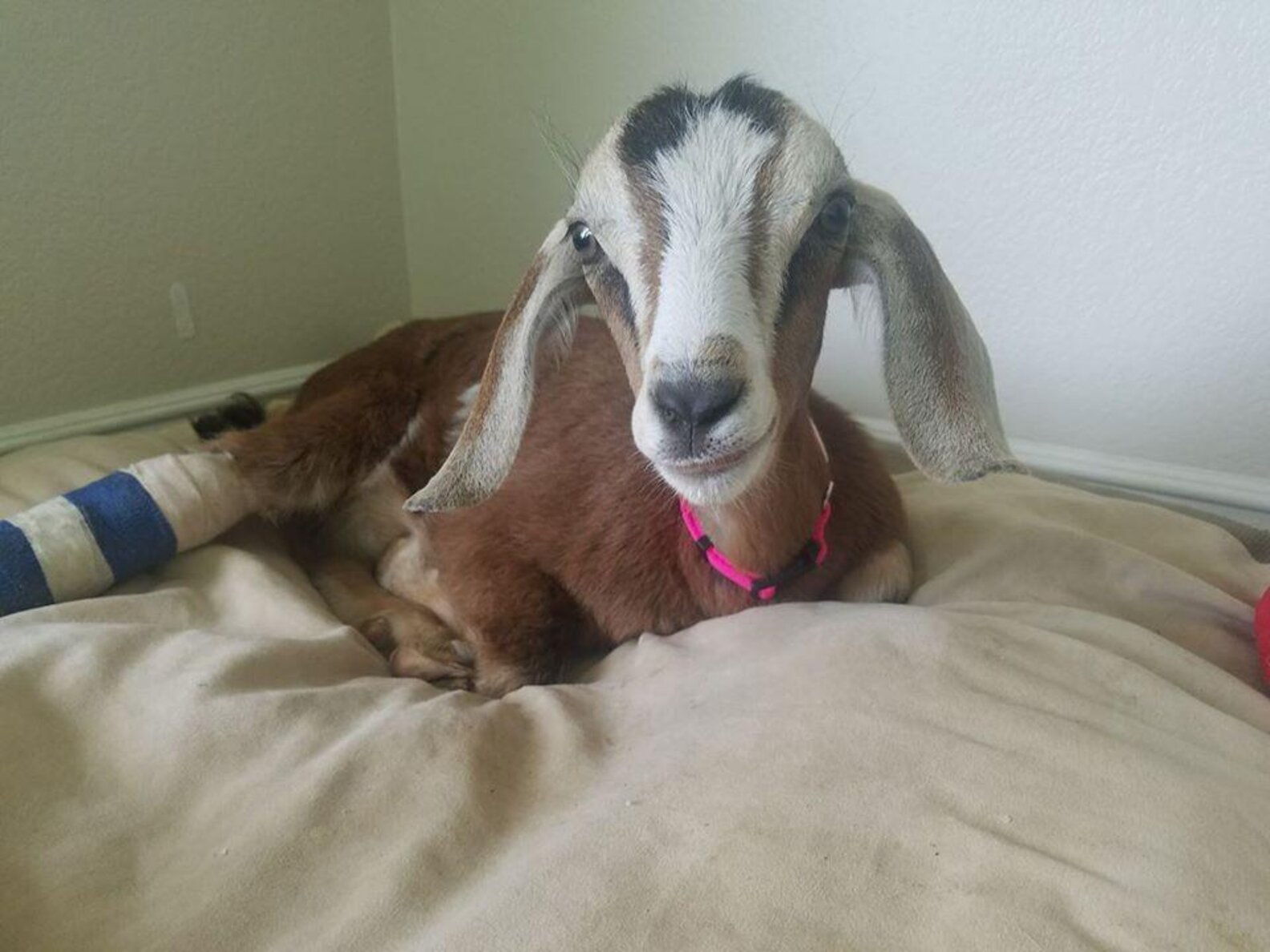 Goat With Broken Leg Is Abandoned At Vet - The Dodo