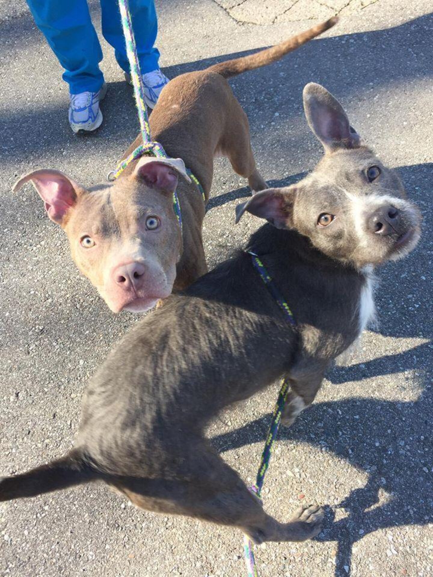 The World's Fluffiest Pit Bull Is Looking For A Family - The Dodo