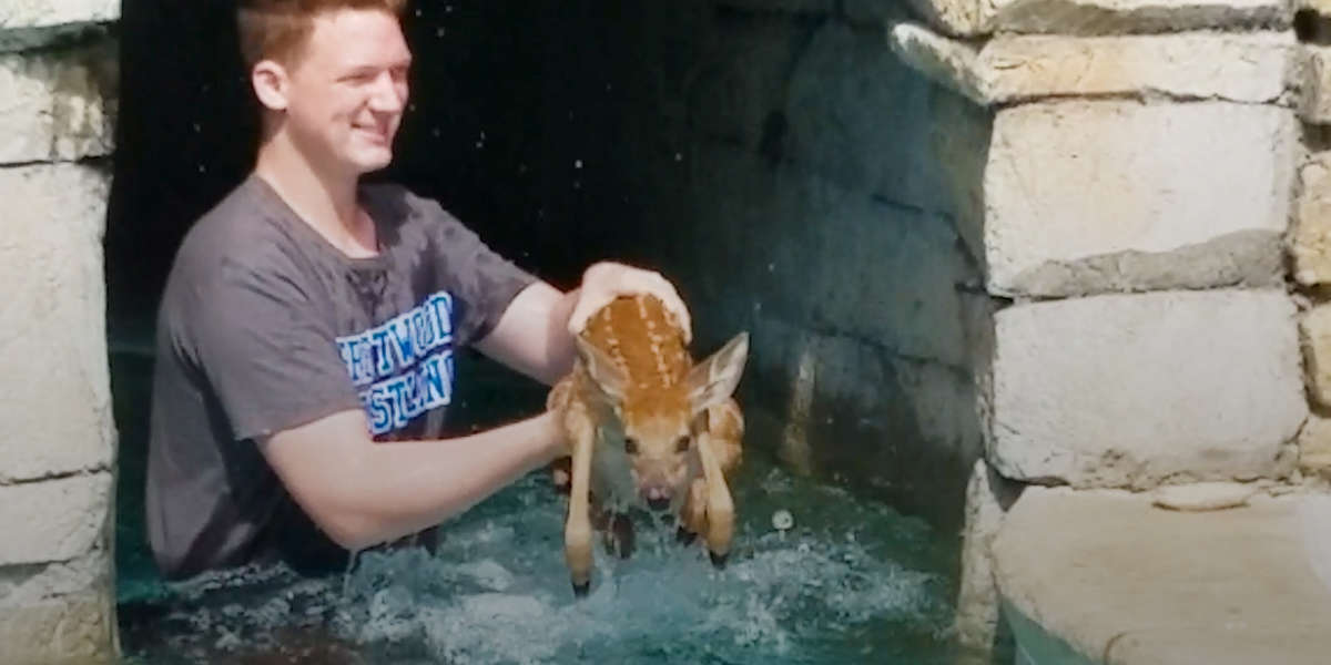 These Animals Were Rescued From Swimming Pools - Videos - The Dodo