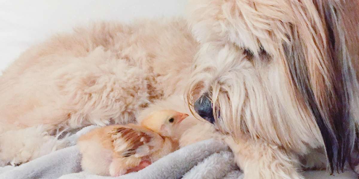 Dog Rescued From Meat Farm Comforts Stray Baby Chicken - The Dodo