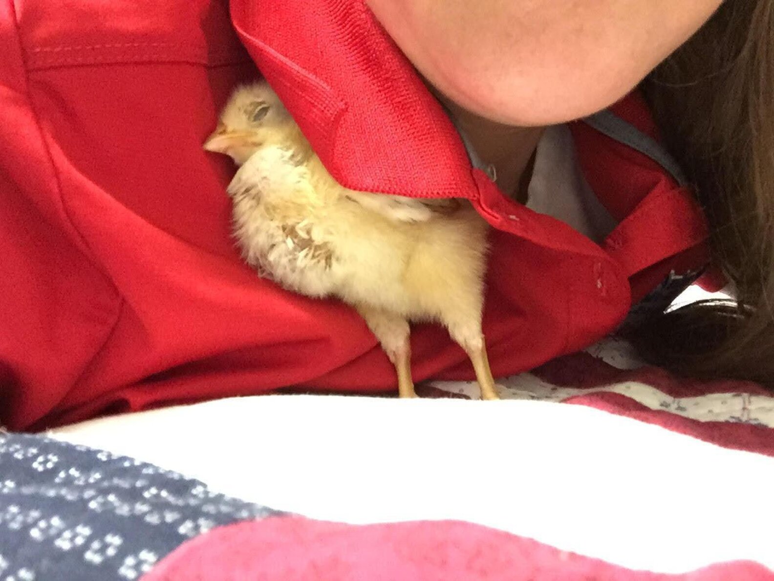 Dog Rescued From Meat Farm Comforts Stray Baby Chicken - The Dodo