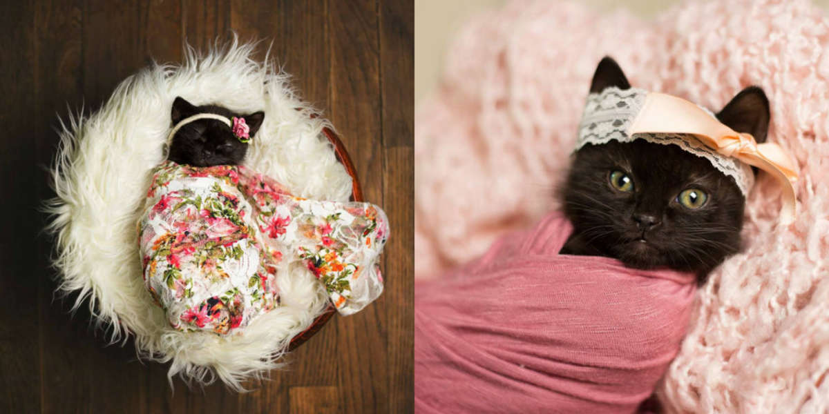 Photographer Does The Cutest Photoshoot With Her New Kitten - The Dodo