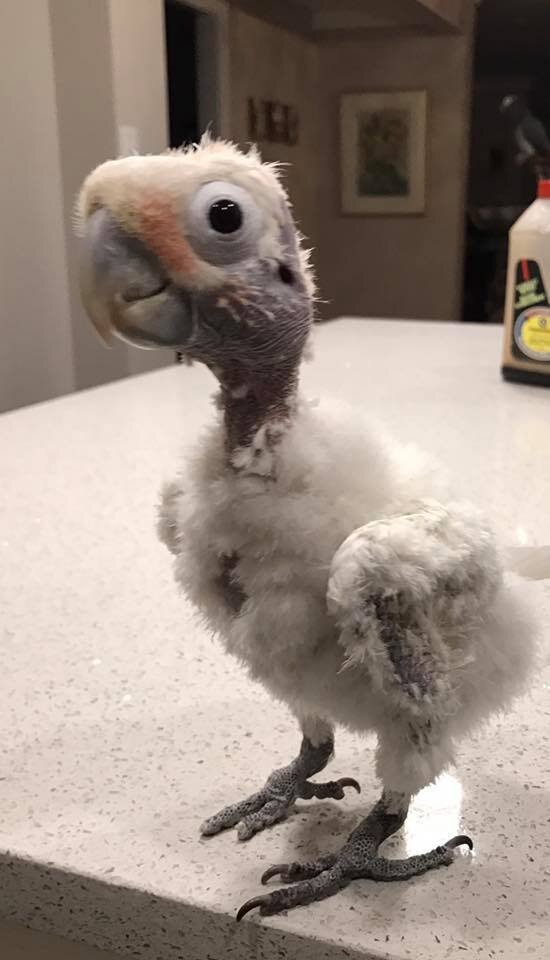 Rescued Cockatoo Who Loves Dancing Helps Sick Friend - The Dodo