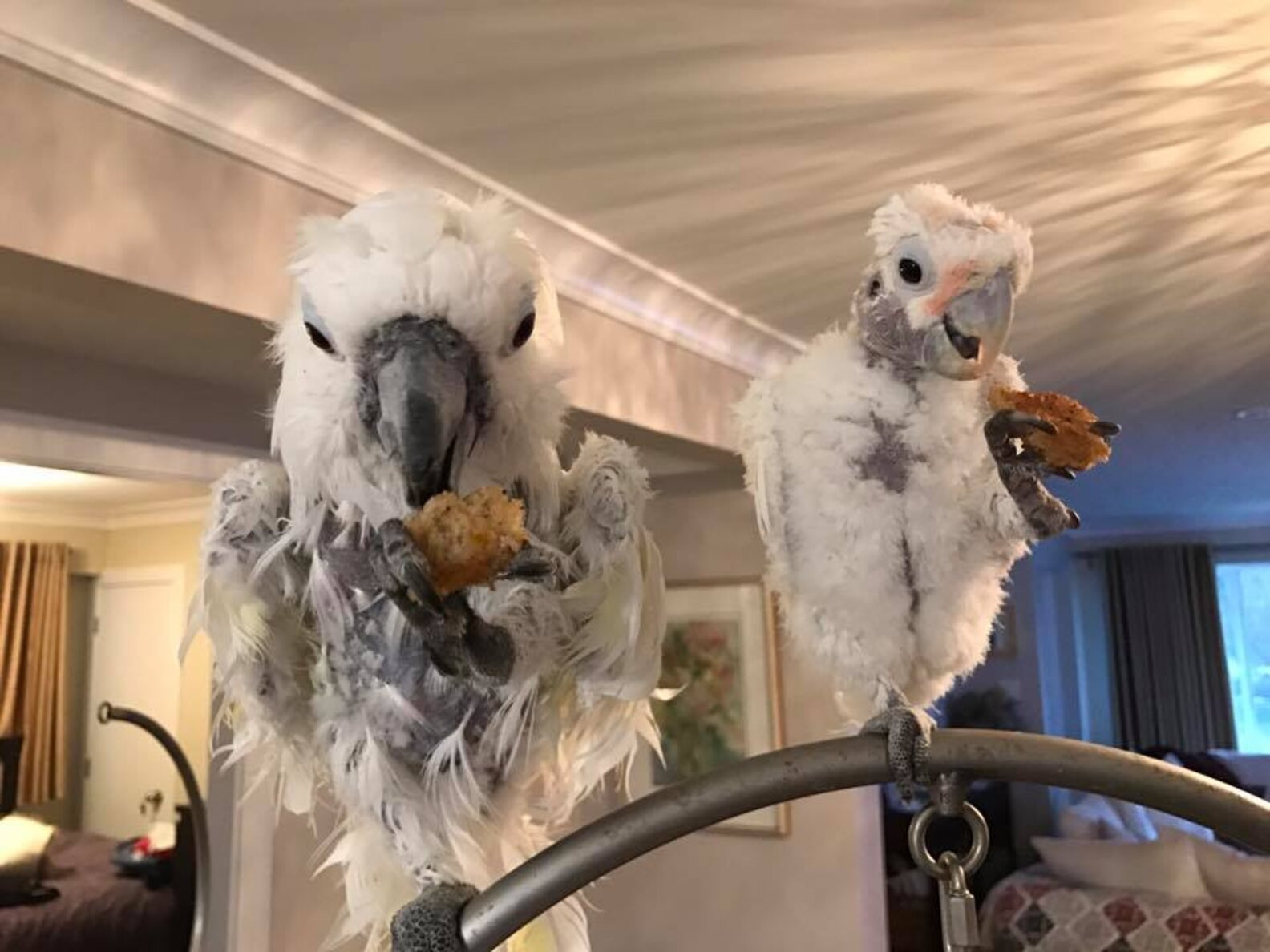 Rescued Cockatoo Who Loves Dancing Helps Sick Friend - The Dodo