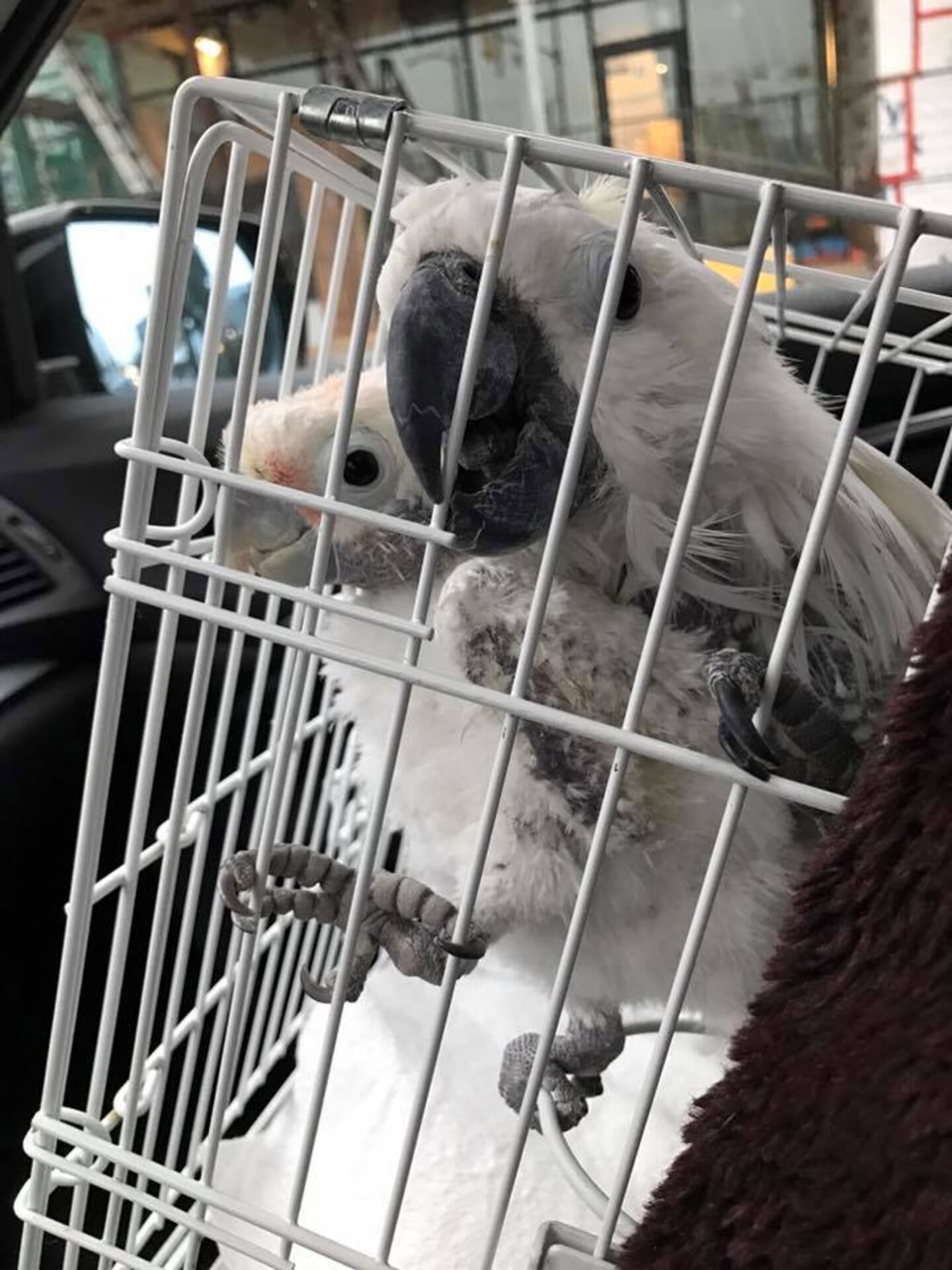 Rescued Cockatoo Who Loves Dancing Helps Sick Friend - The Dodo