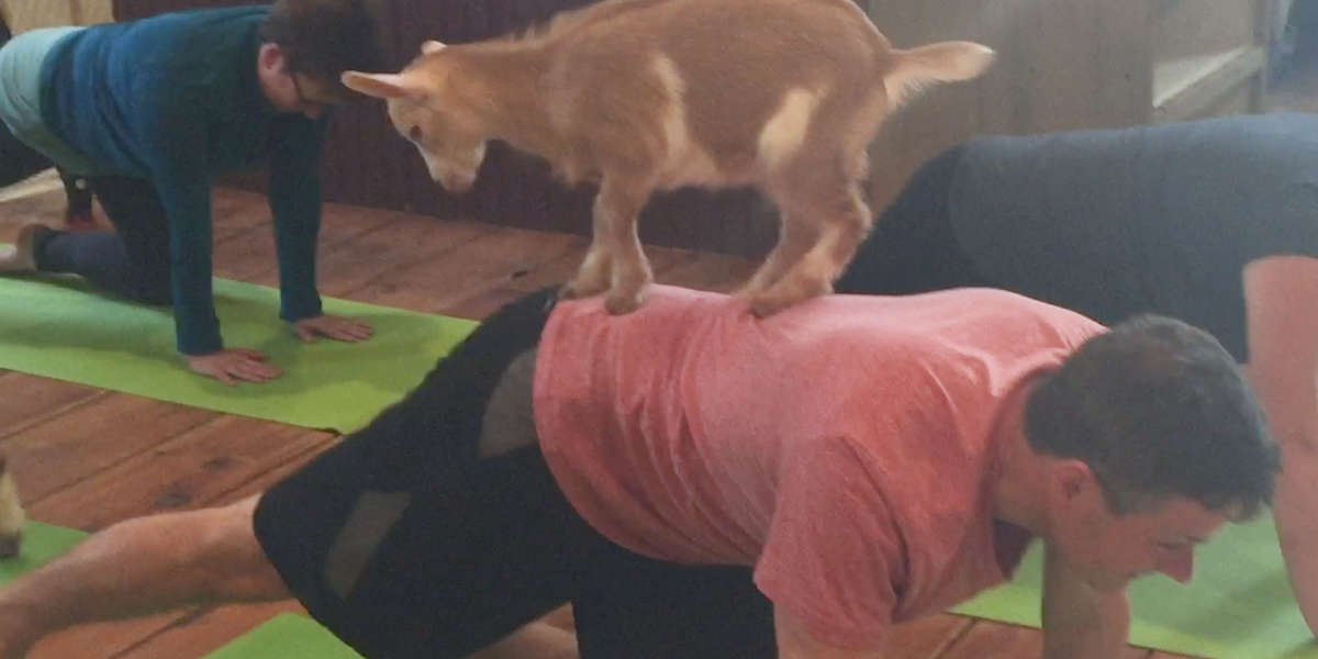 This Yoga Studio Lets You Take Classes With GOATS - Videos - The Dodo