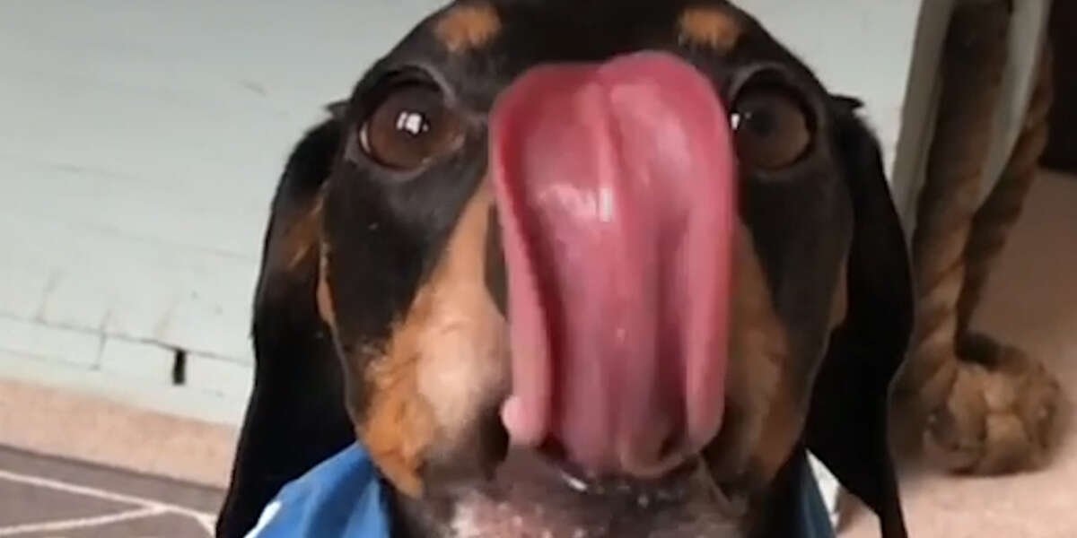 Dog With Longest Tongue Ever Licks Food Off His Nose - Videos - The Dodo