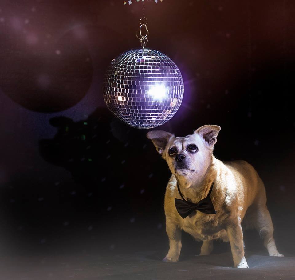 Senior Dogs Dress Up For Prom Photos - The Dodo
