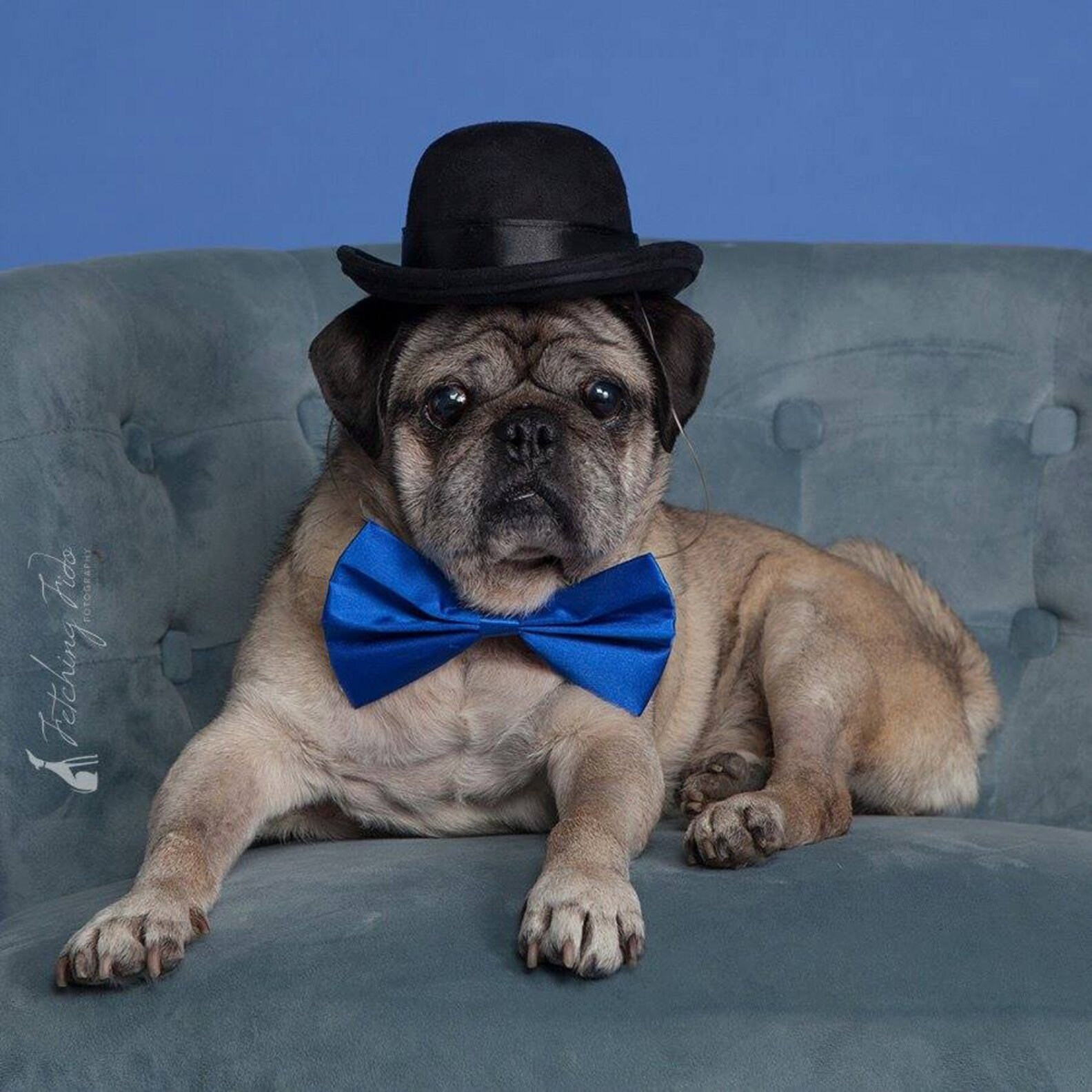 Senior Dogs Dress Up For Prom Photos - The Dodo