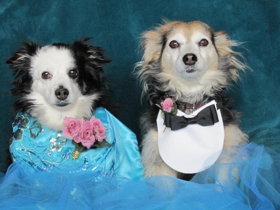 Senior Dogs Dress Up For Prom Photos - The Dodo