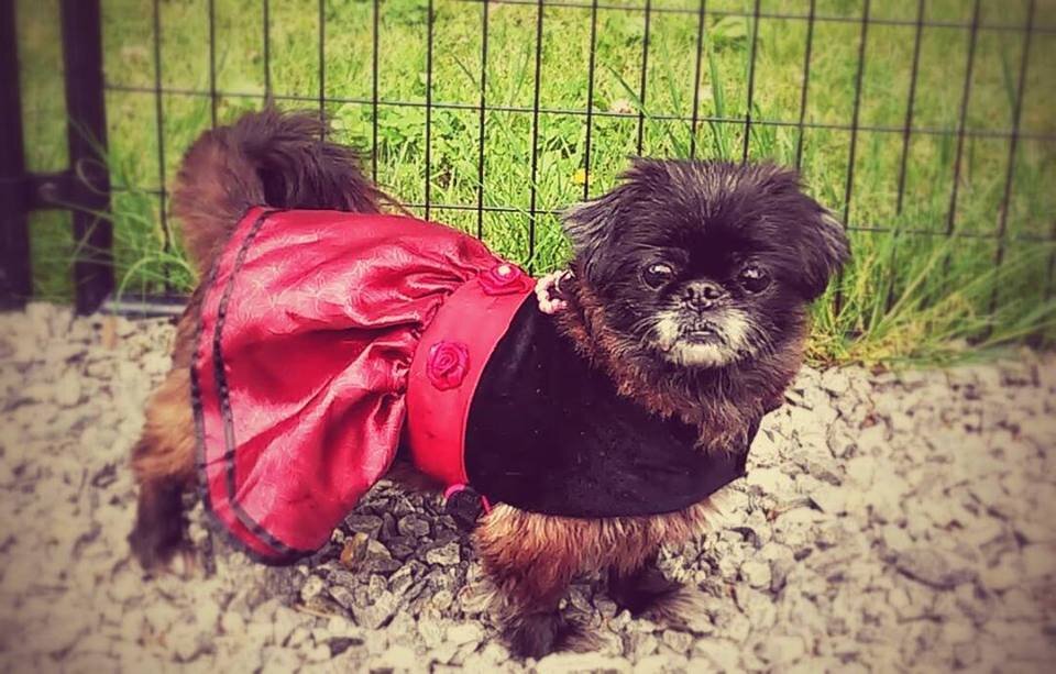 Senior Dogs Dress Up For Prom Photos - The Dodo