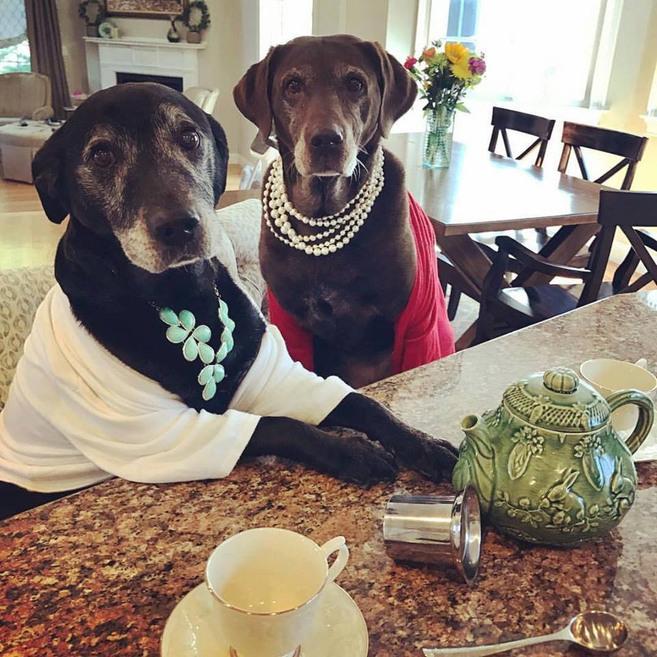 Senior Dogs Dress Up For Prom Photos - The Dodo