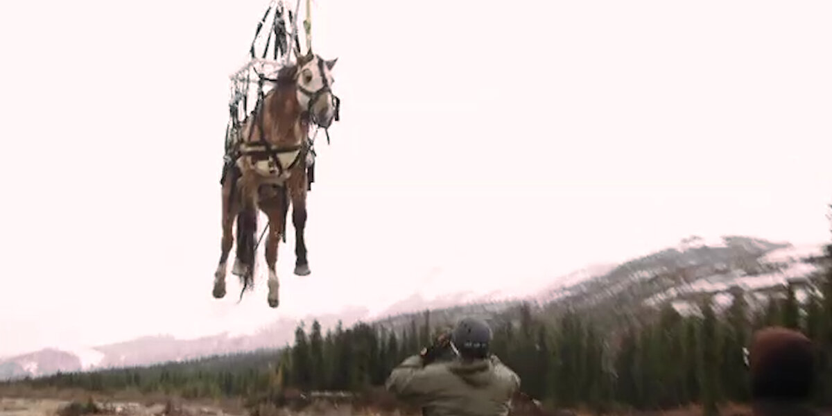 Injured Horse Gets Airlifted To A Hospital - Videos - The Dodo