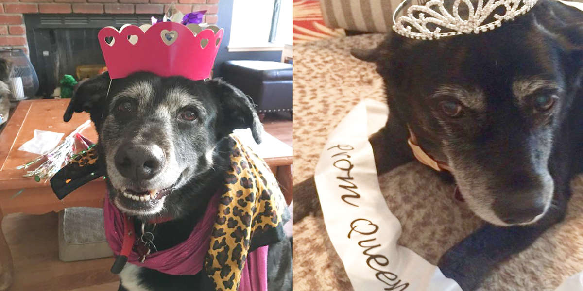 Senior Dogs Dress Up For Prom Photos - The Dodo