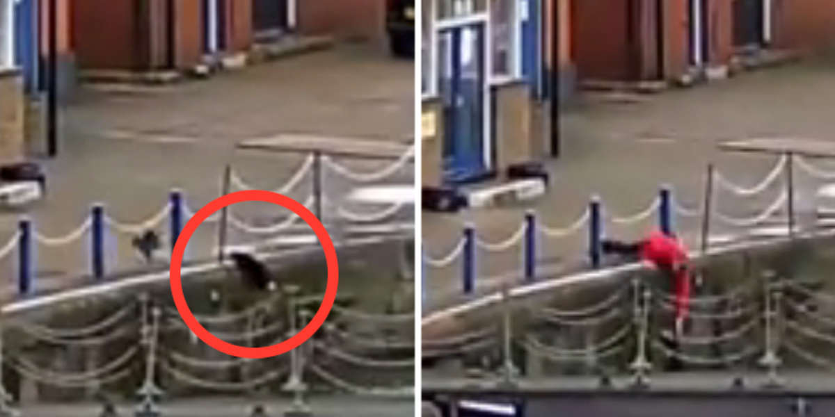 Video Shows Dock Worker Saving A Drowning Cat - The Dodo
