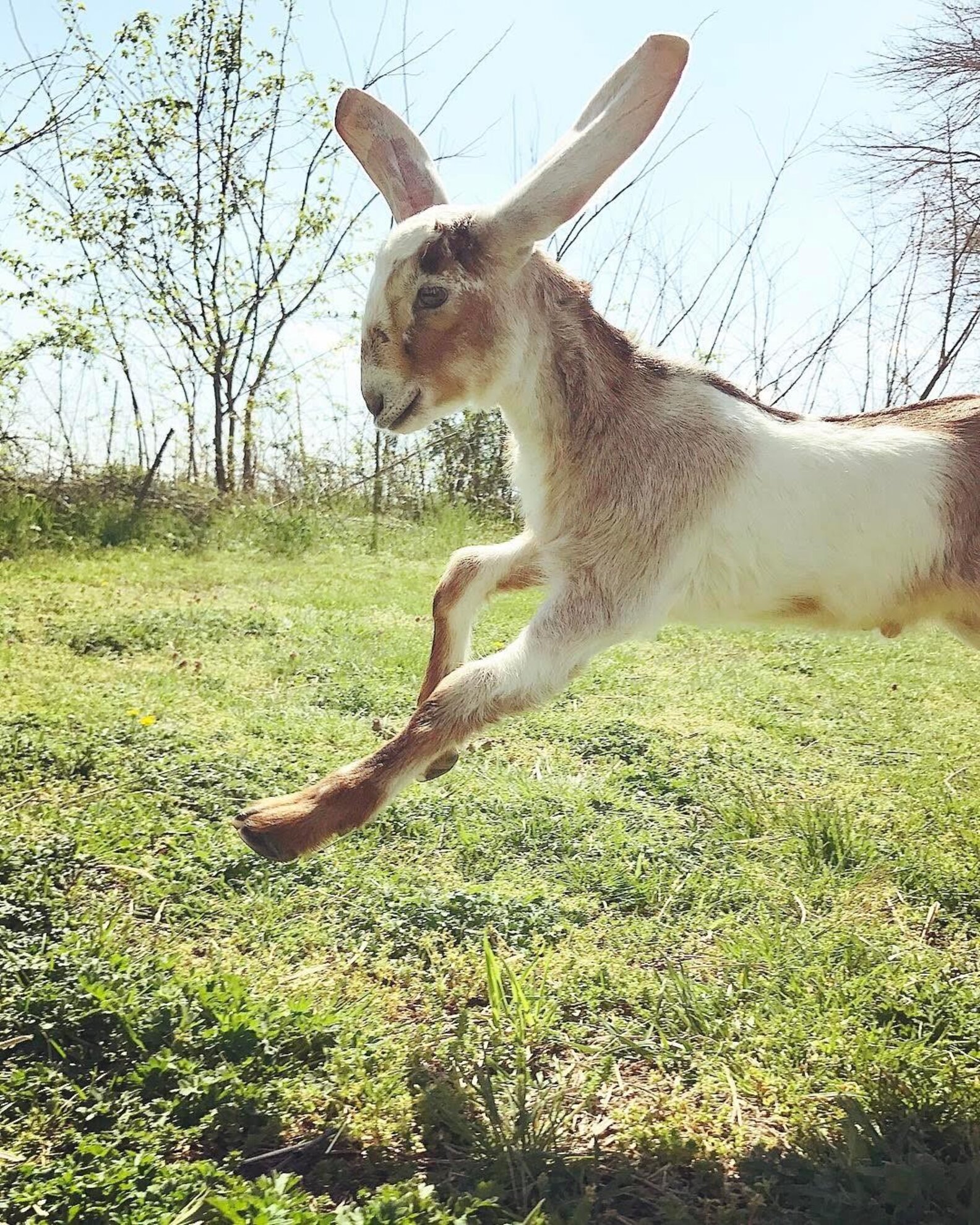 Disabled Baby Goat Miraculously Starts Walking Again - The Dodo