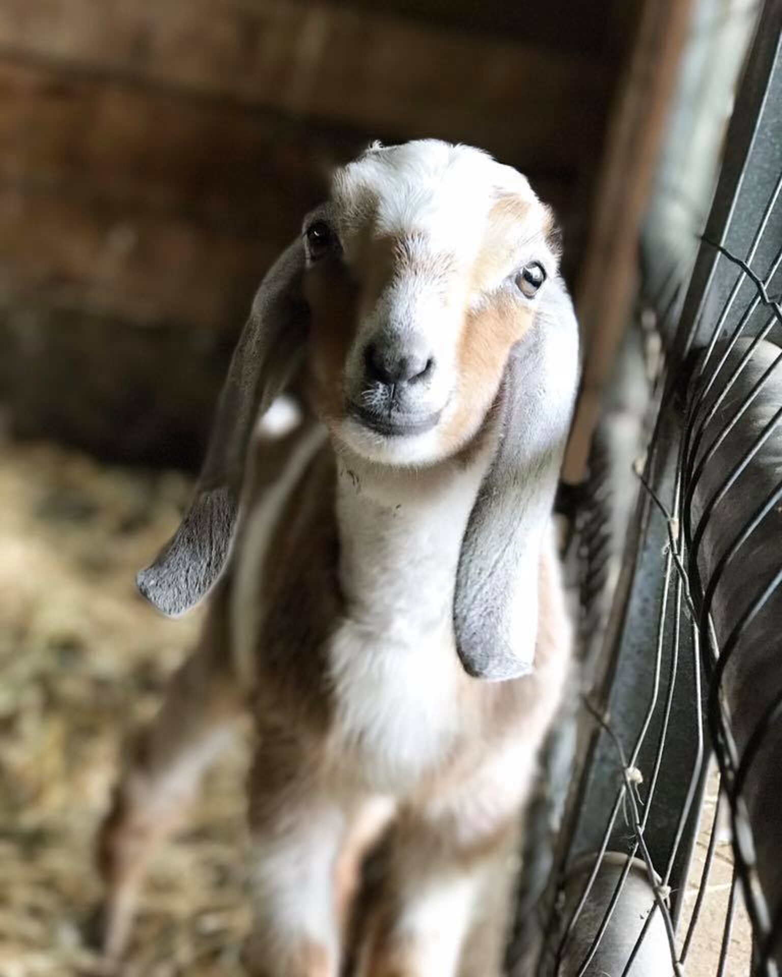 Disabled Baby Goat Miraculously Starts Walking Again - The Dodo