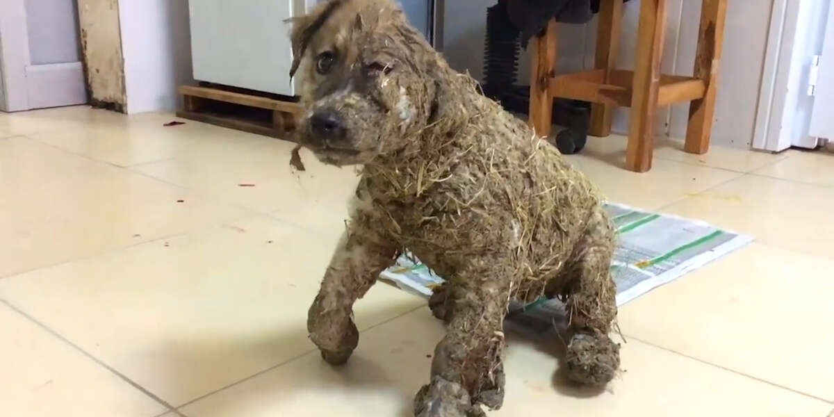 Dog Turned Into A 'Statue' After Kids Were Mean To Him - Videos - The Dodo