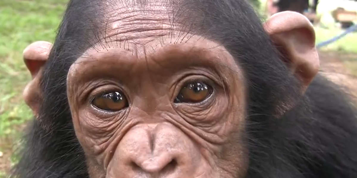 Chimp Rescued After Her Mom Was Taken By Poachers - Videos - The Dodo