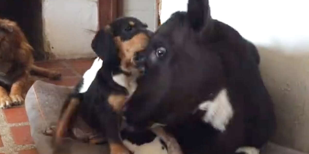 Dog Meets A Cow And Totally Falls In Love - Videos - The Dodo