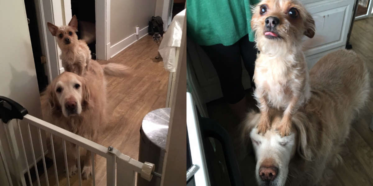 Little Dog Loves Sitting On Big Dog All Day Long - The Dodo