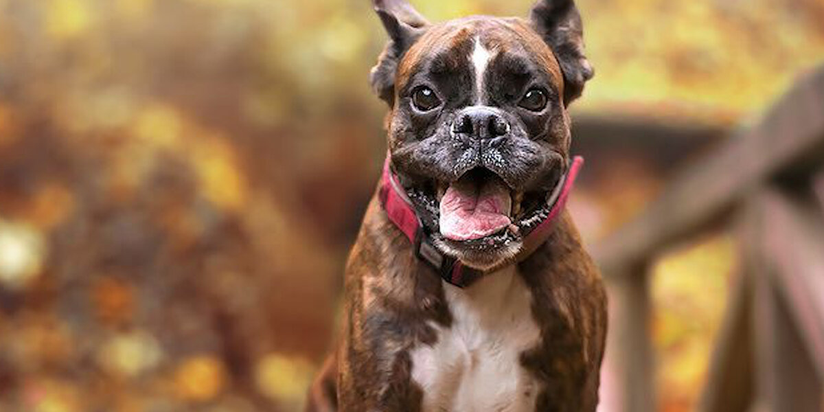 Dog Makes The BEST Faces - Videos - The Dodo