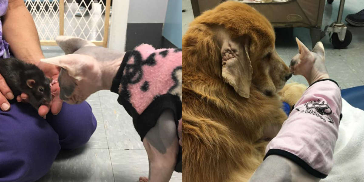 Rescued Hairless Cat Comforts Patients At Vet Clinic - The Dodo