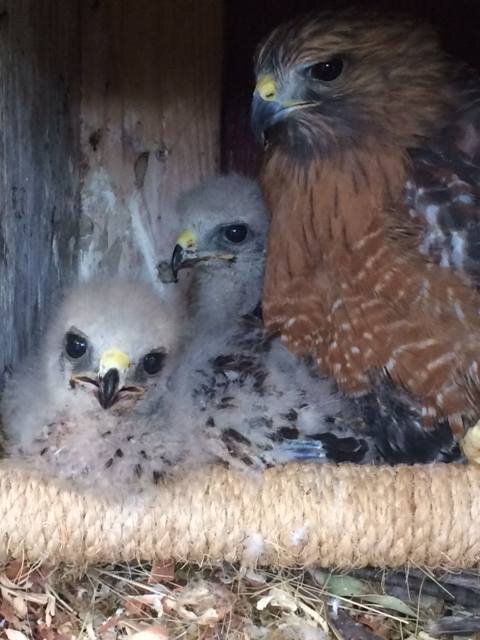 Flightless Hawk Raises Orphaned Baby Birds As Her Own - The Dodo