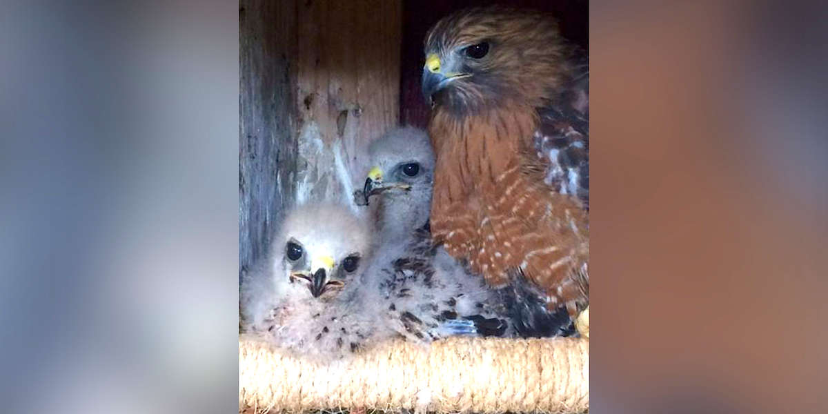Flightless Hawk Raises Orphaned Baby Birds As Her Own - The Dodo