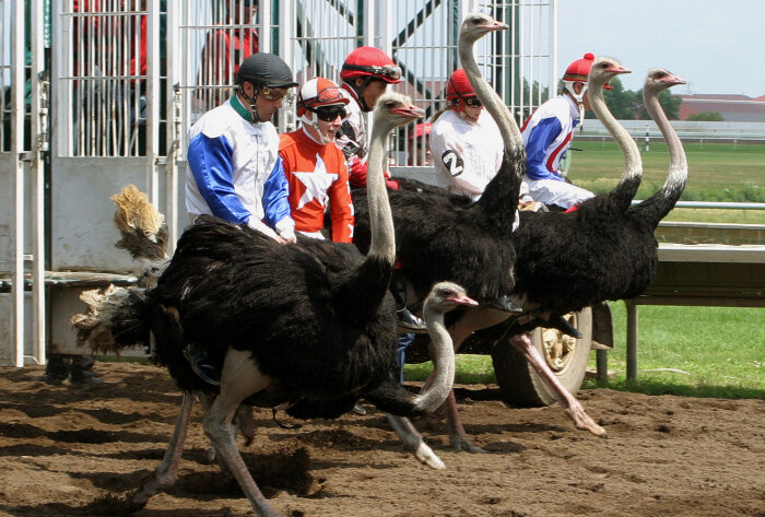 Ostriches Racing